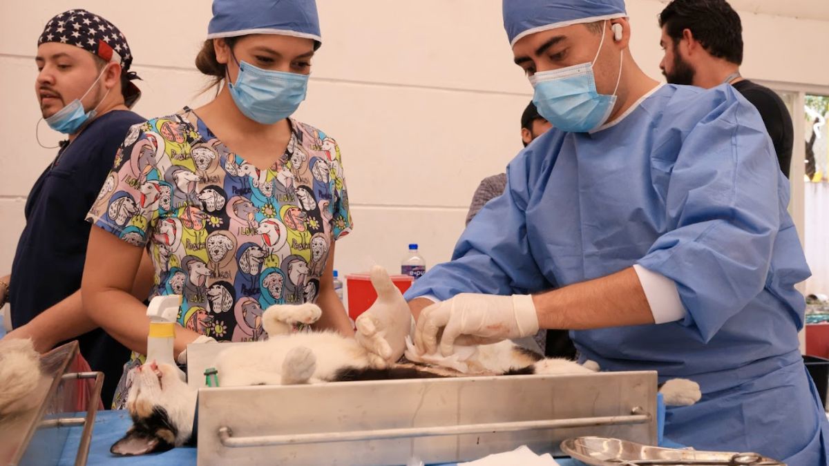 Brigada Animal Atiende 113 Mascotas en Monterrey - Informe Regio