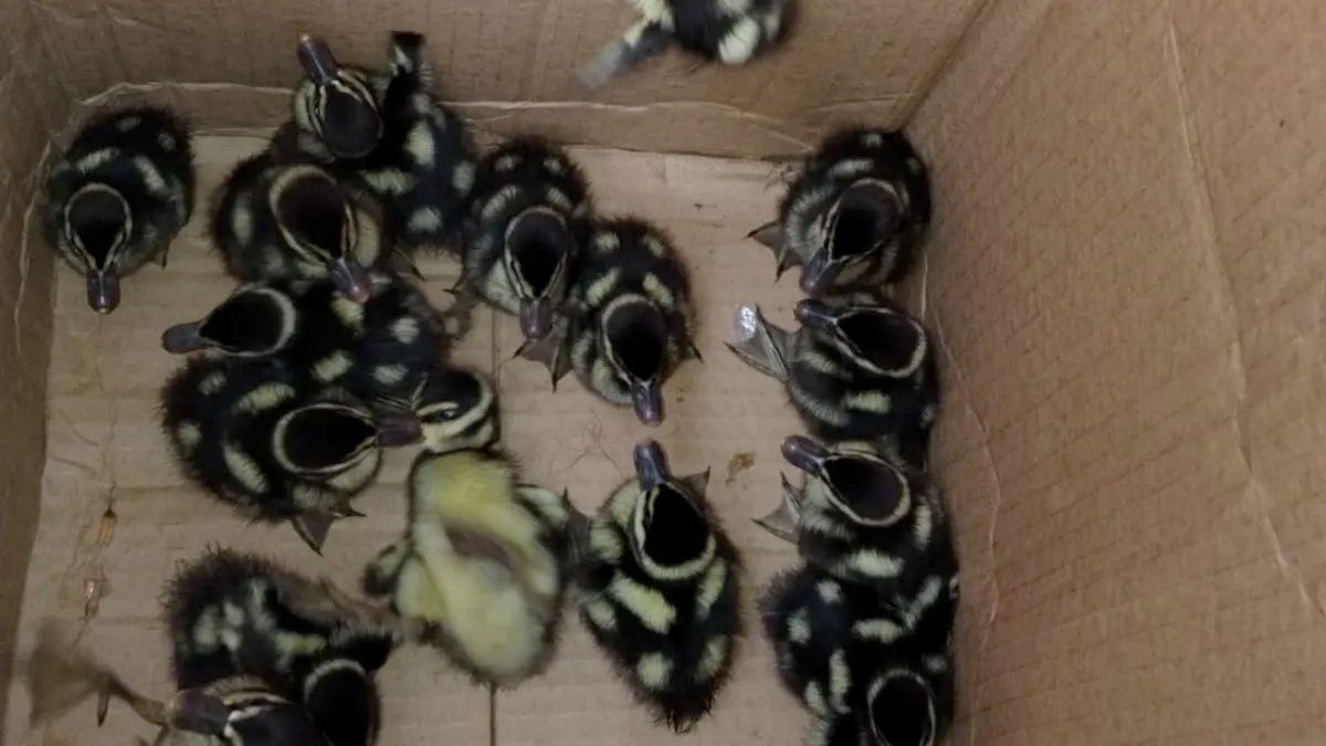 Oficial Rescata a Familia de 11 Patitos en Monterrey
